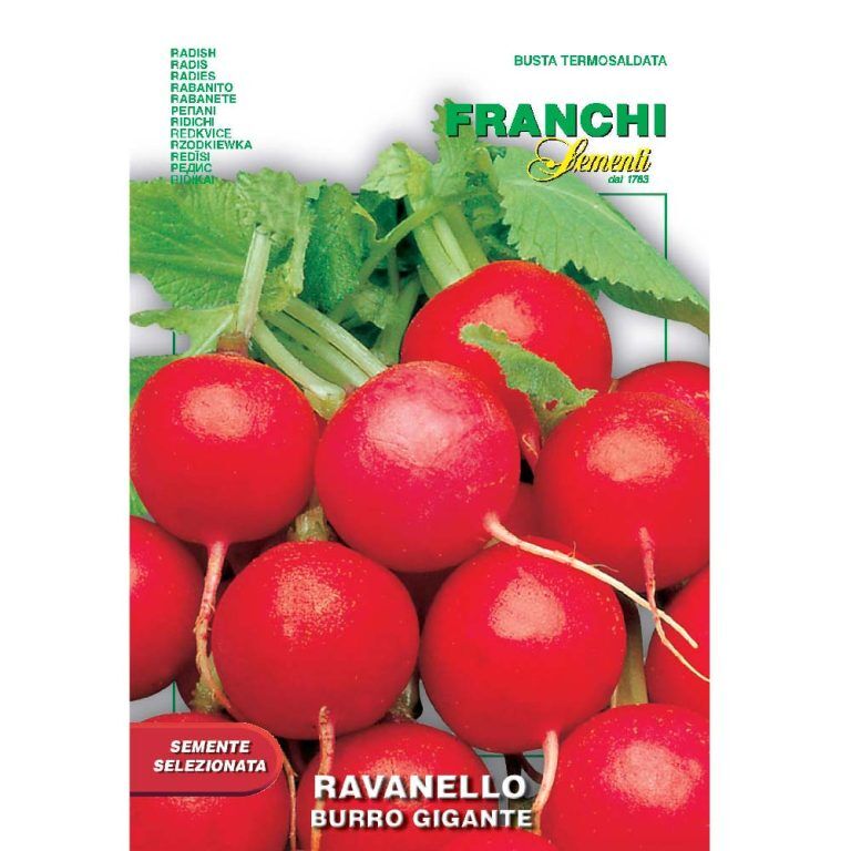Radish Burro Gigante Seeds | Sought After Seedlings